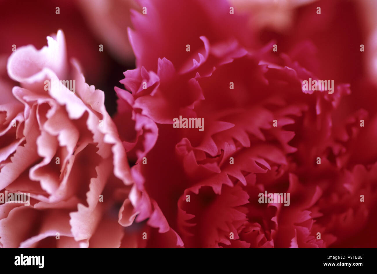 carnation flower heads in close-up Stock Photo - Alamy