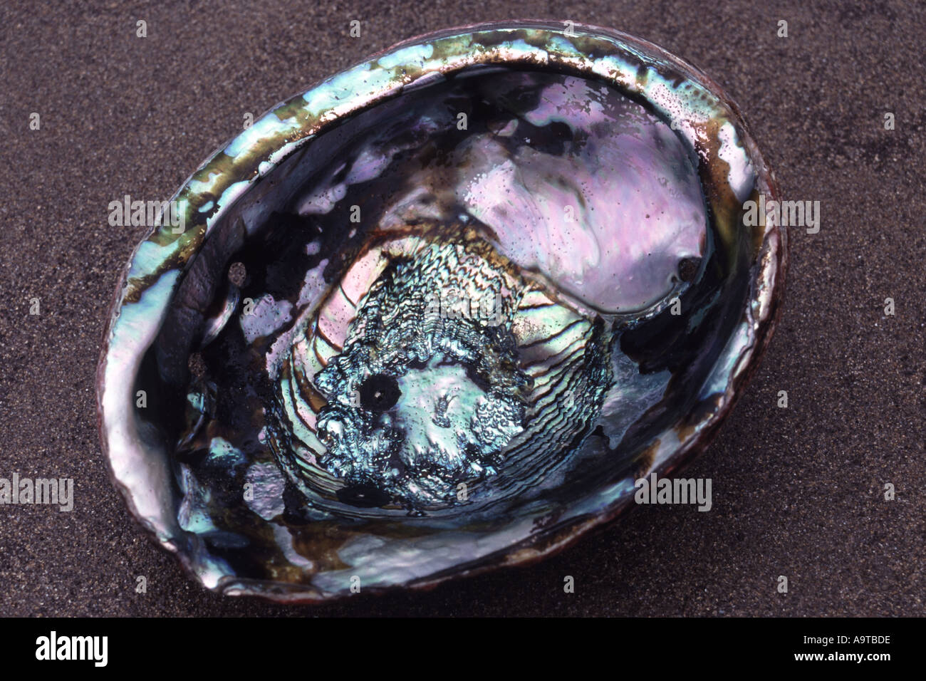 Abalone Shell on california coast Stock Photo - Alamy