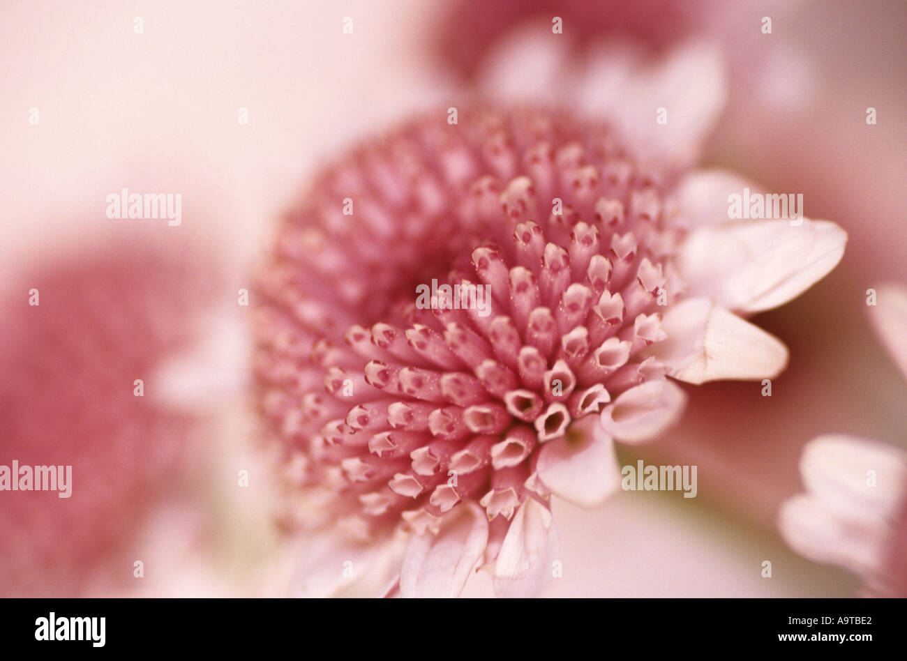 Mini chrysanthemum hi-res stock photography and images - Alamy