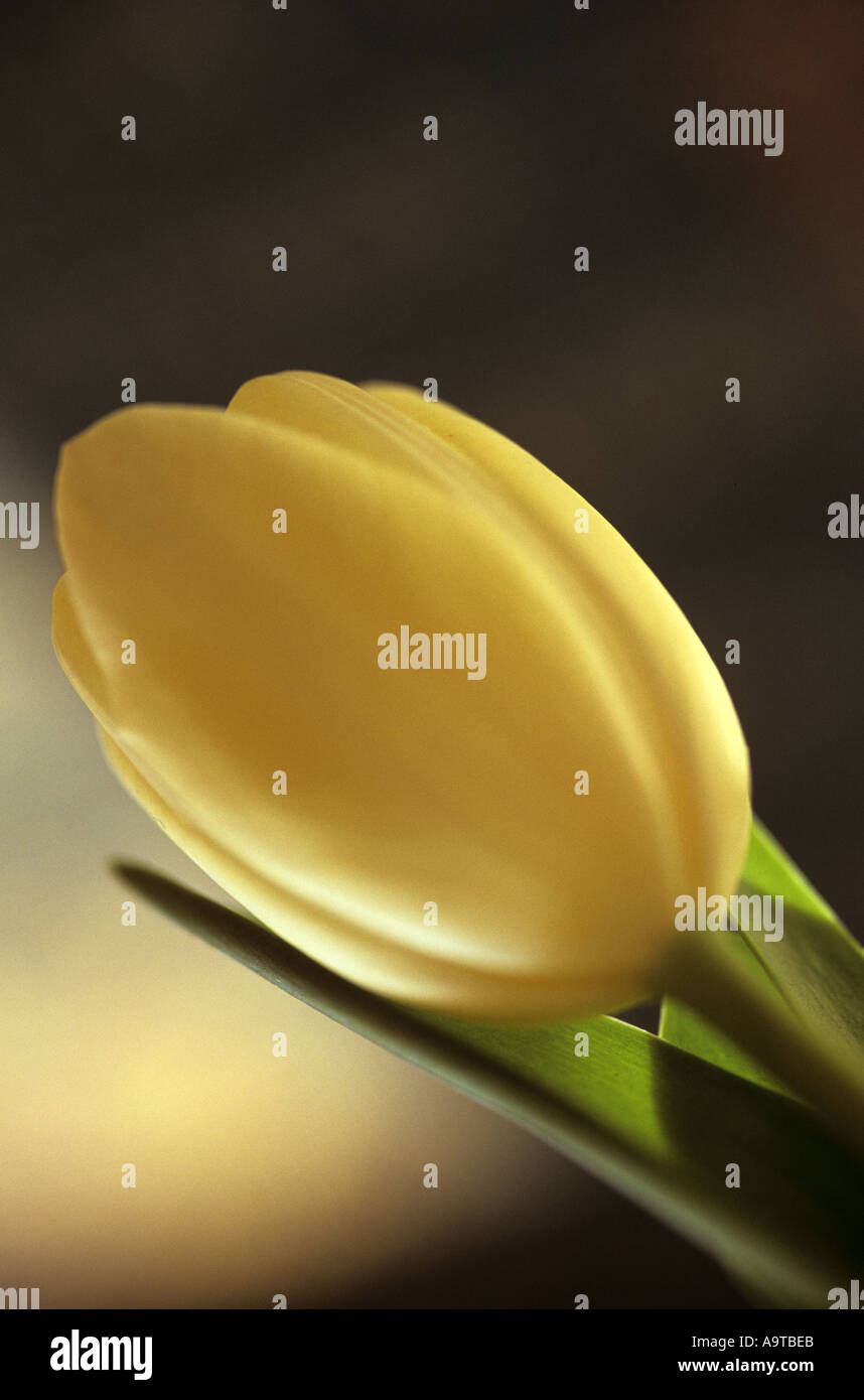 Tulip head single backlit cream dutch hi-res stock photography and ...