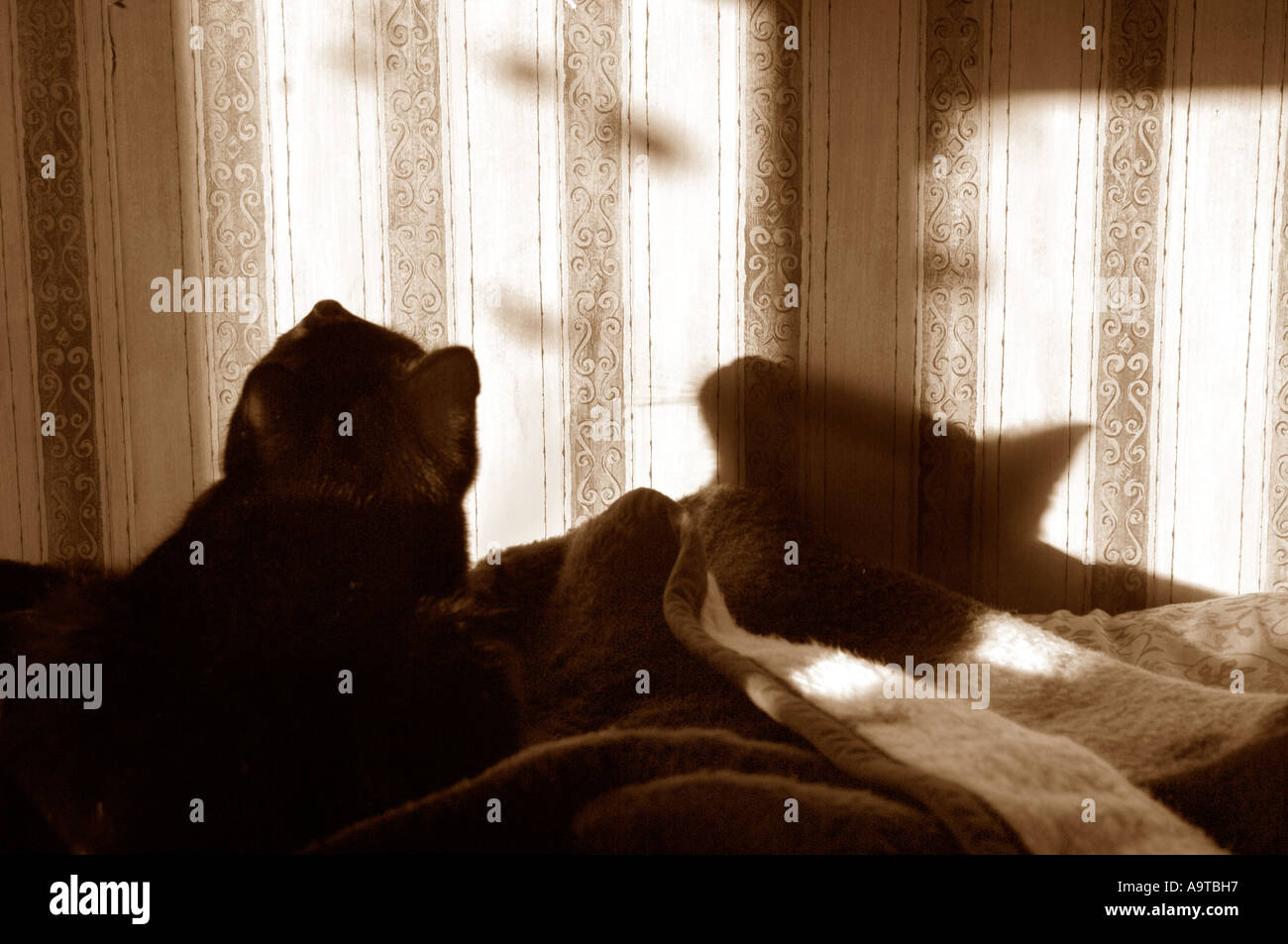 Black tom cat hi-res stock photography and images - Alamy