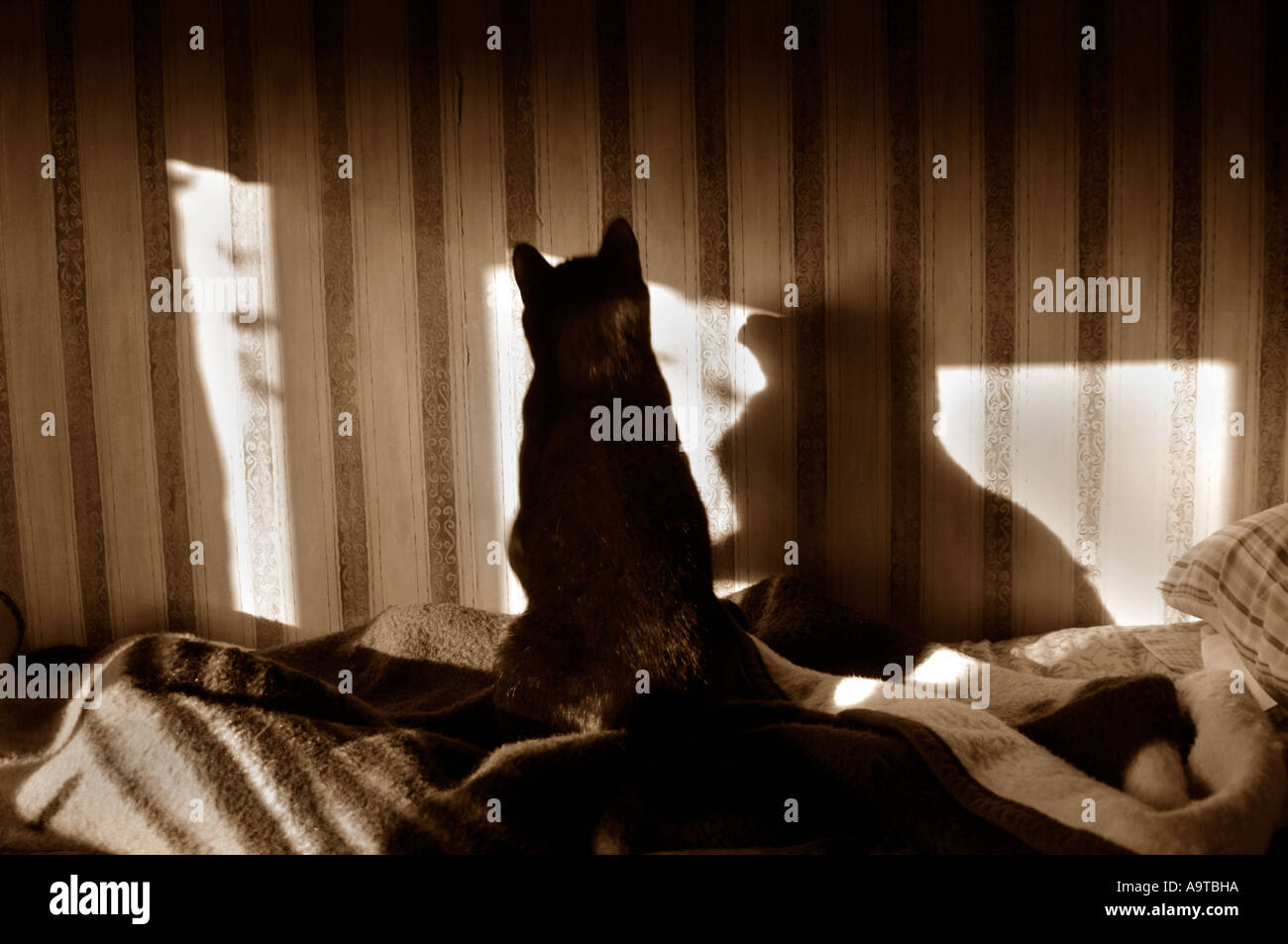 Black Cat & Its Shadow Stock Photo - Alamy