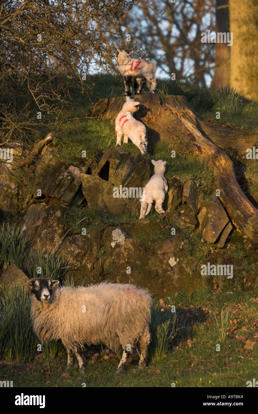 Matson estate sheep hi-res stock photography and images - Alamy