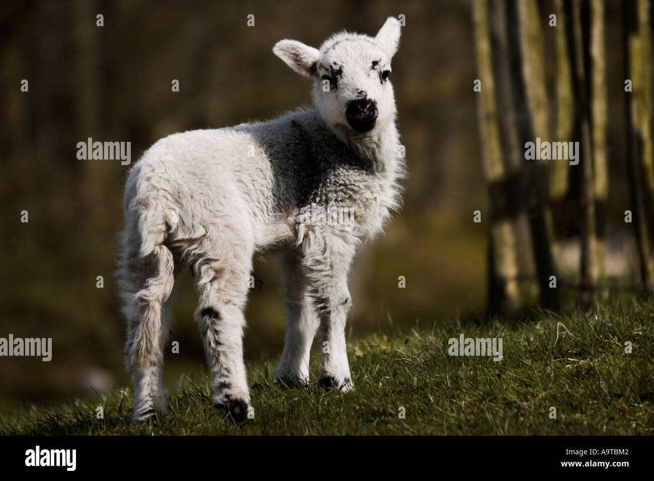 Matson estate sheep hi-res stock photography and images - Alamy