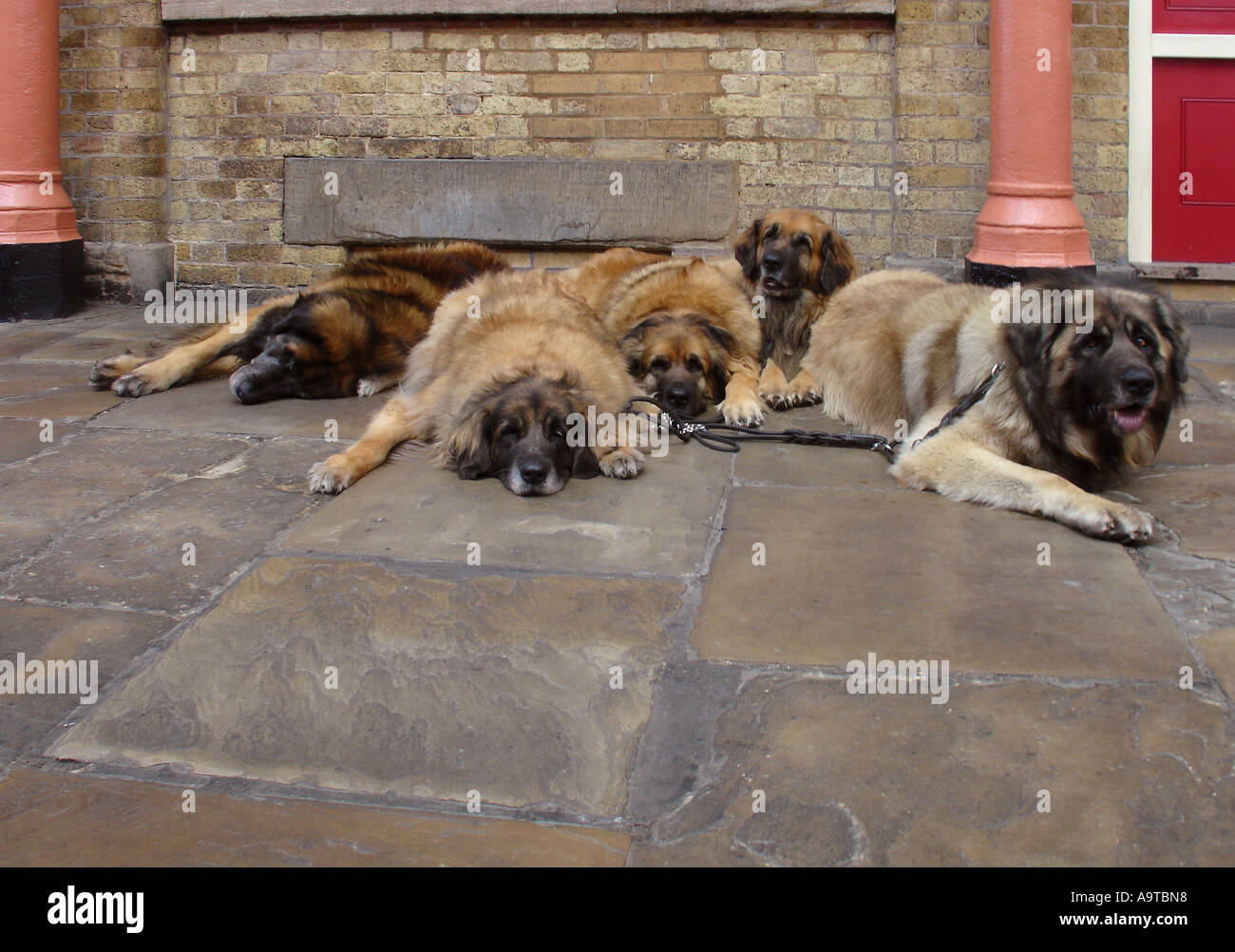 Anatolian Shepherd dogs, London England UK Stock Photo - Alamy
