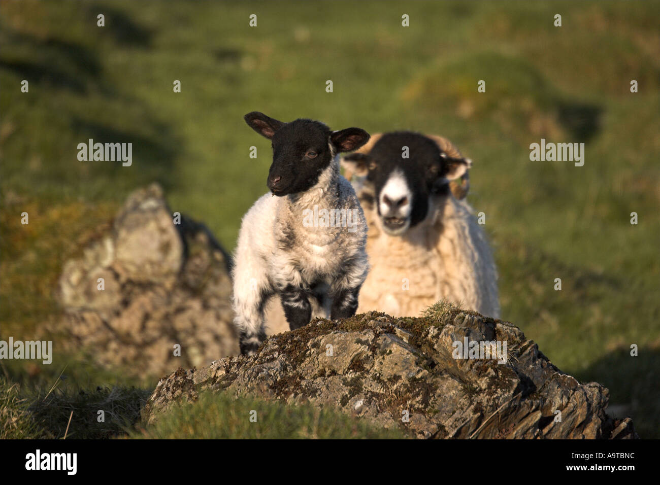 Matson estate sheep hi-res stock photography and images - Alamy