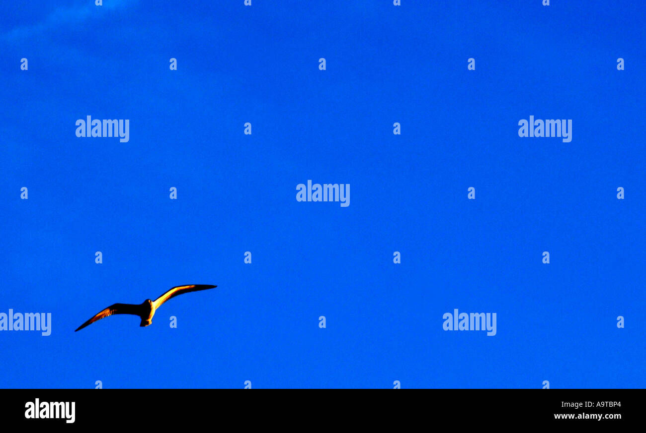 Free As A Bird Stock Photo - Alamy