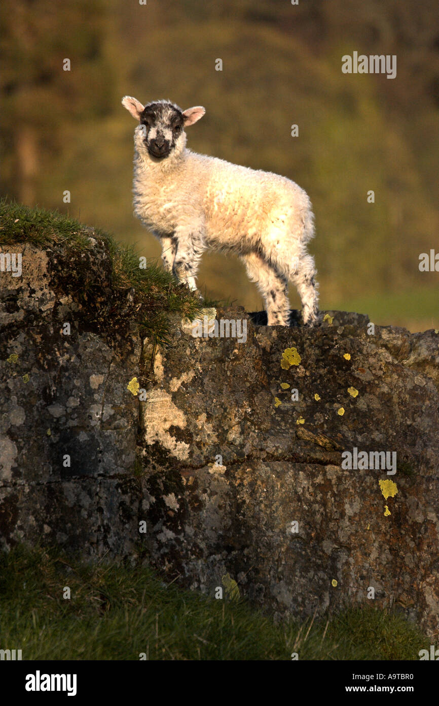 Matson estate sheep hi-res stock photography and images - Alamy