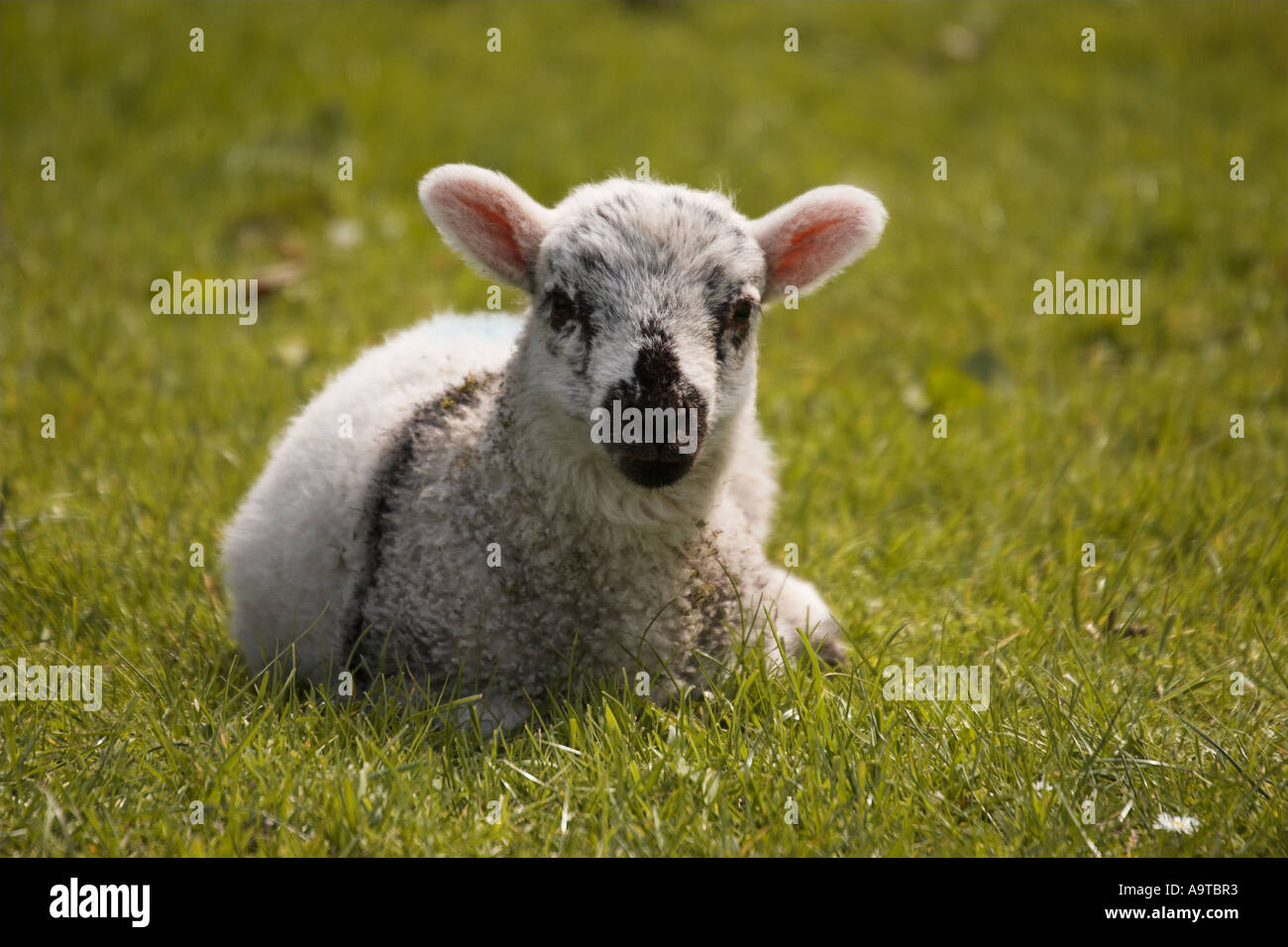Matson estate sheep hi-res stock photography and images - Alamy
