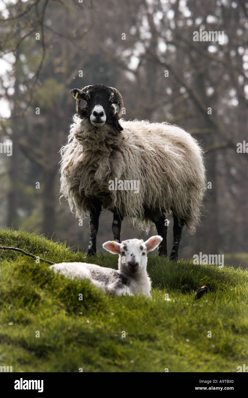 Matson estate sheep hi-res stock photography and images - Alamy