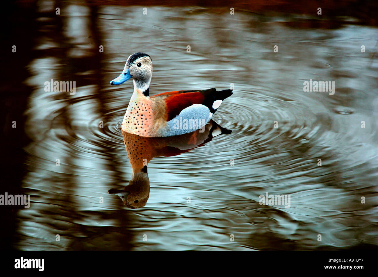Ringed Teal (Callonetta leucophrys Stock Photo - Alamy