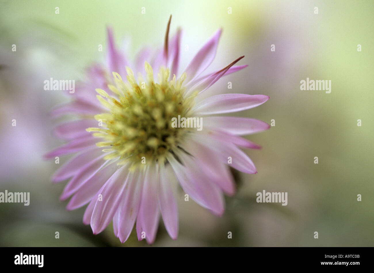 Detail of an Aster flower head Stock Photo - Alamy