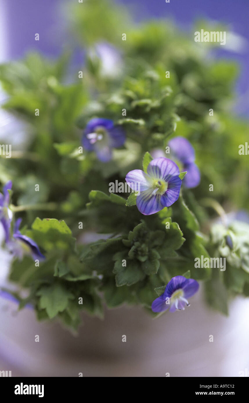 Birds eye flowers in a pot Stock Photo - Alamy