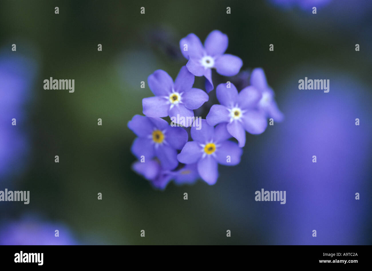 Forget me nots Stock Photo - Alamy