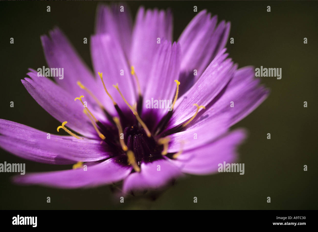 Cupids head hi-res stock photography and images - Alamy