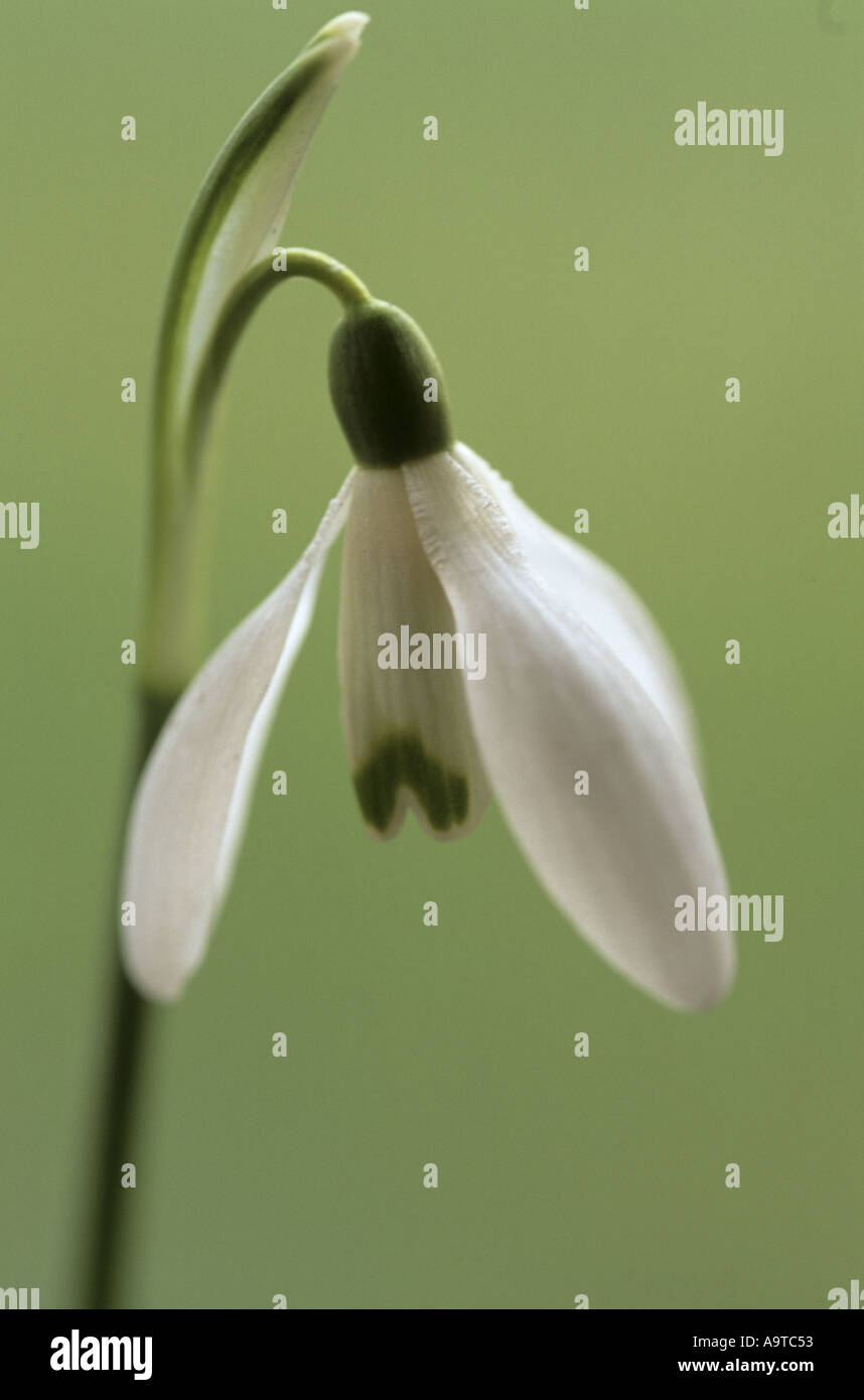 Snowdrop simple hi-res stock photography and images - Alamy