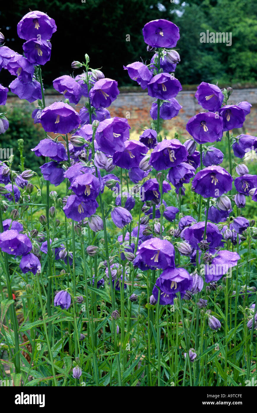 Campanula persicifolia Blue Bloomers Stock Photo - Alamy