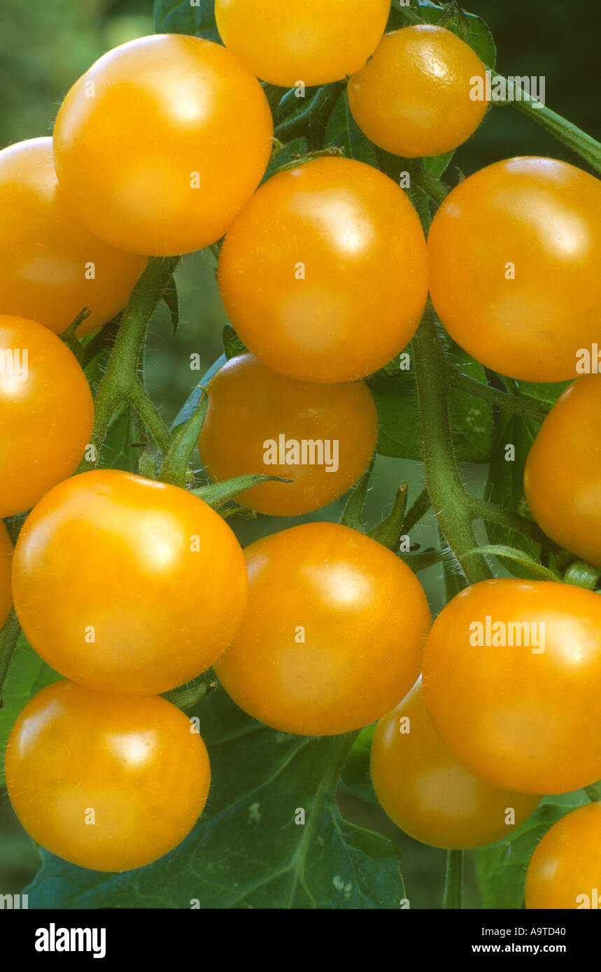 Tomato Sun Baby Stock Photo - Alamy