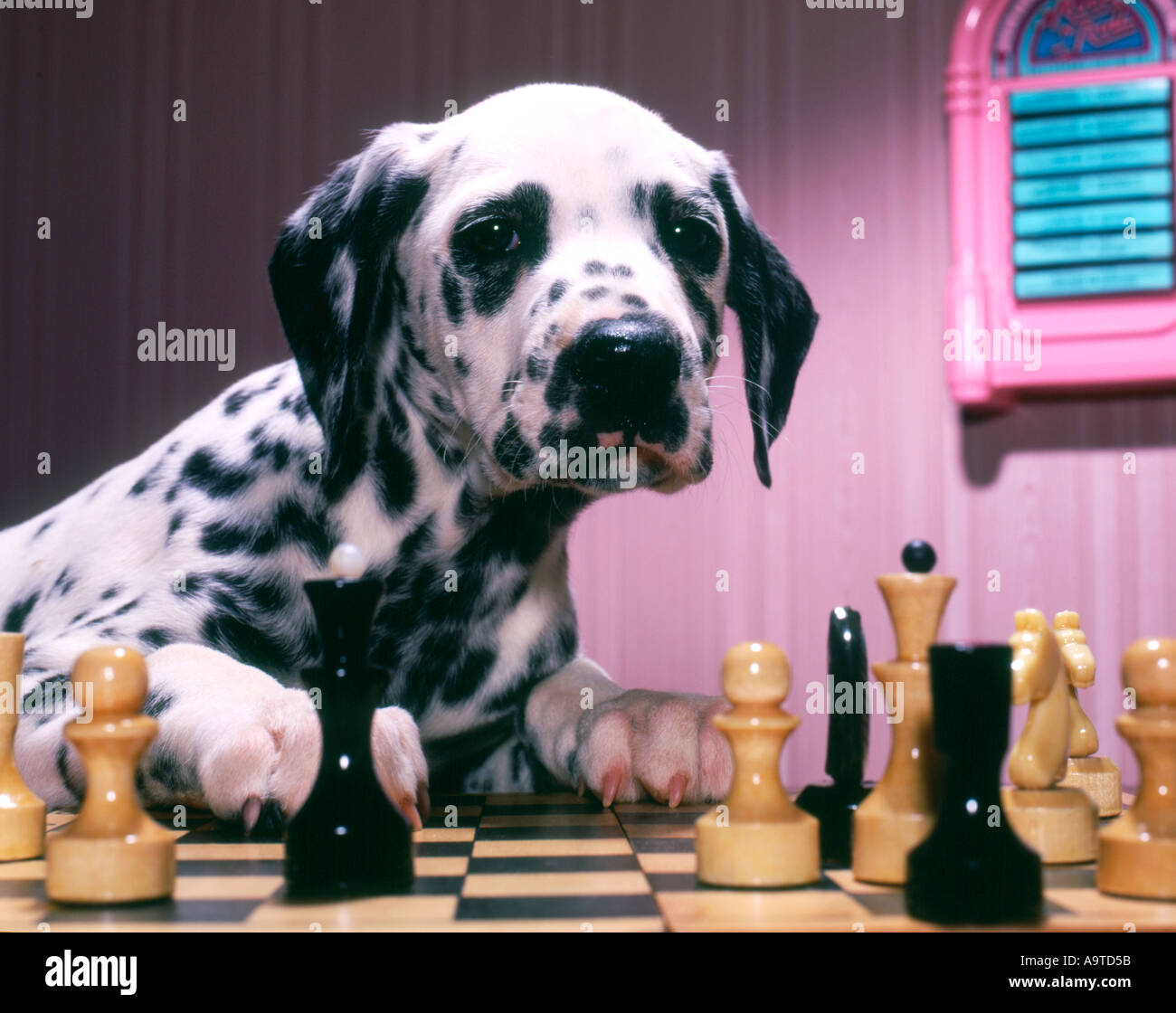 Dog with chess hi-res stock photography and images - Alamy