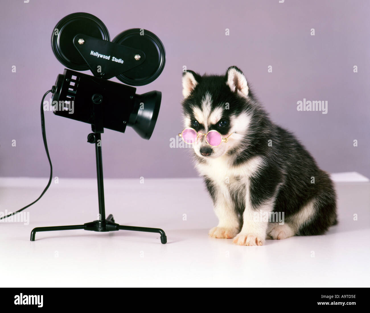 Dog Husky as movie director Stock Photo - Alamy