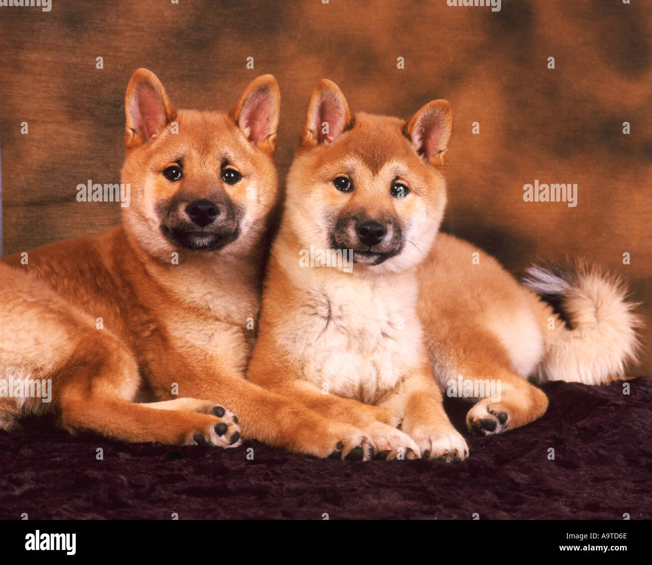 Shibas hi-res stock photography and images - Alamy