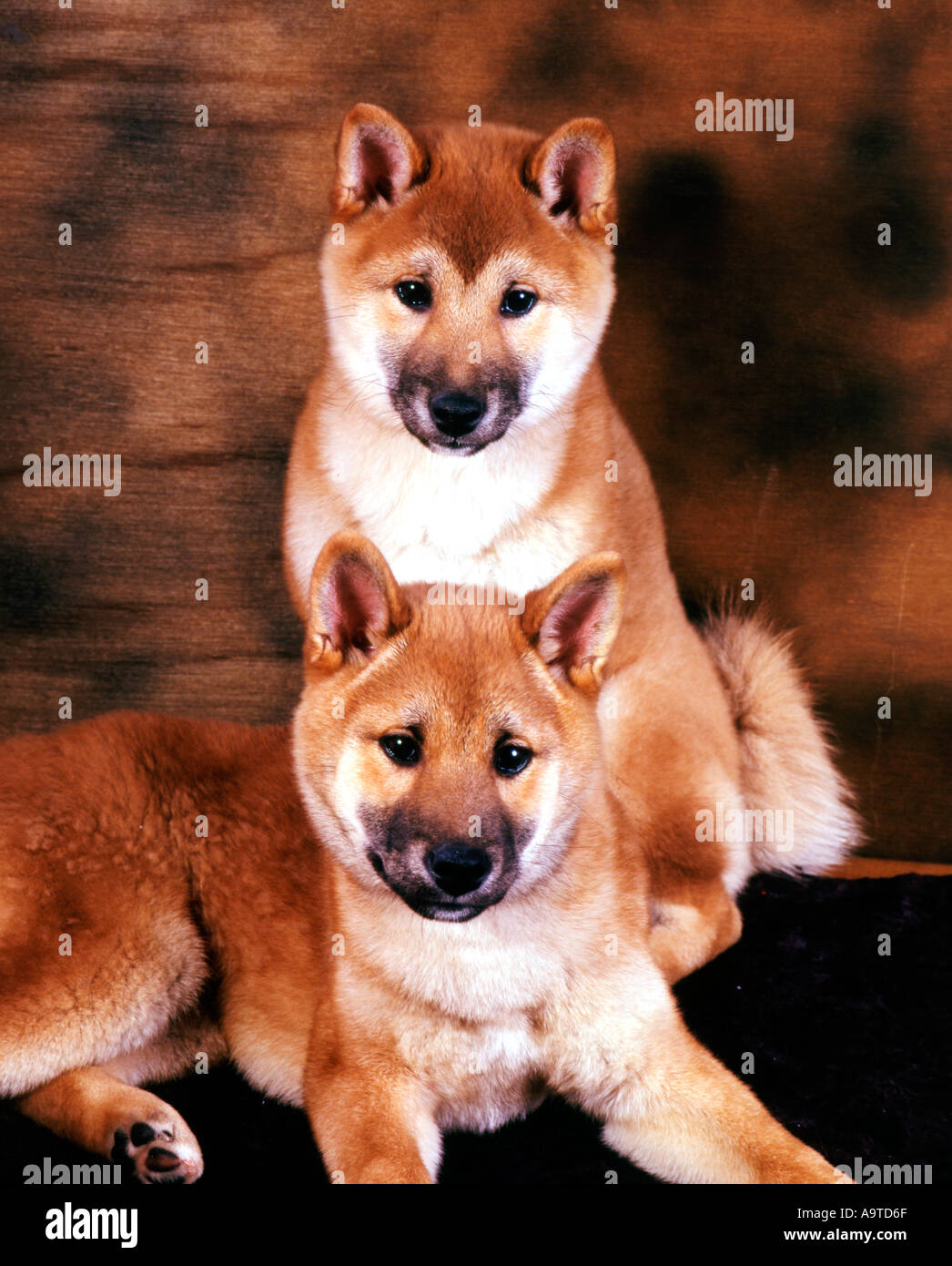 Shibas High Resolution Stock Photography and Images - Alamy