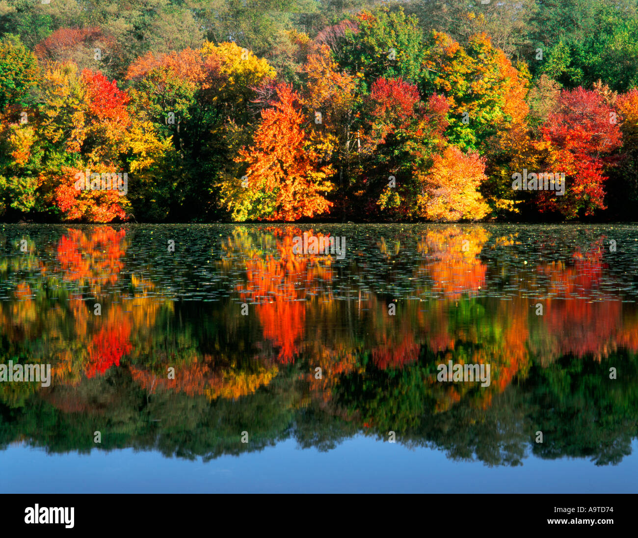 Fall Reflection of colorful trees Stock Photo - Alamy