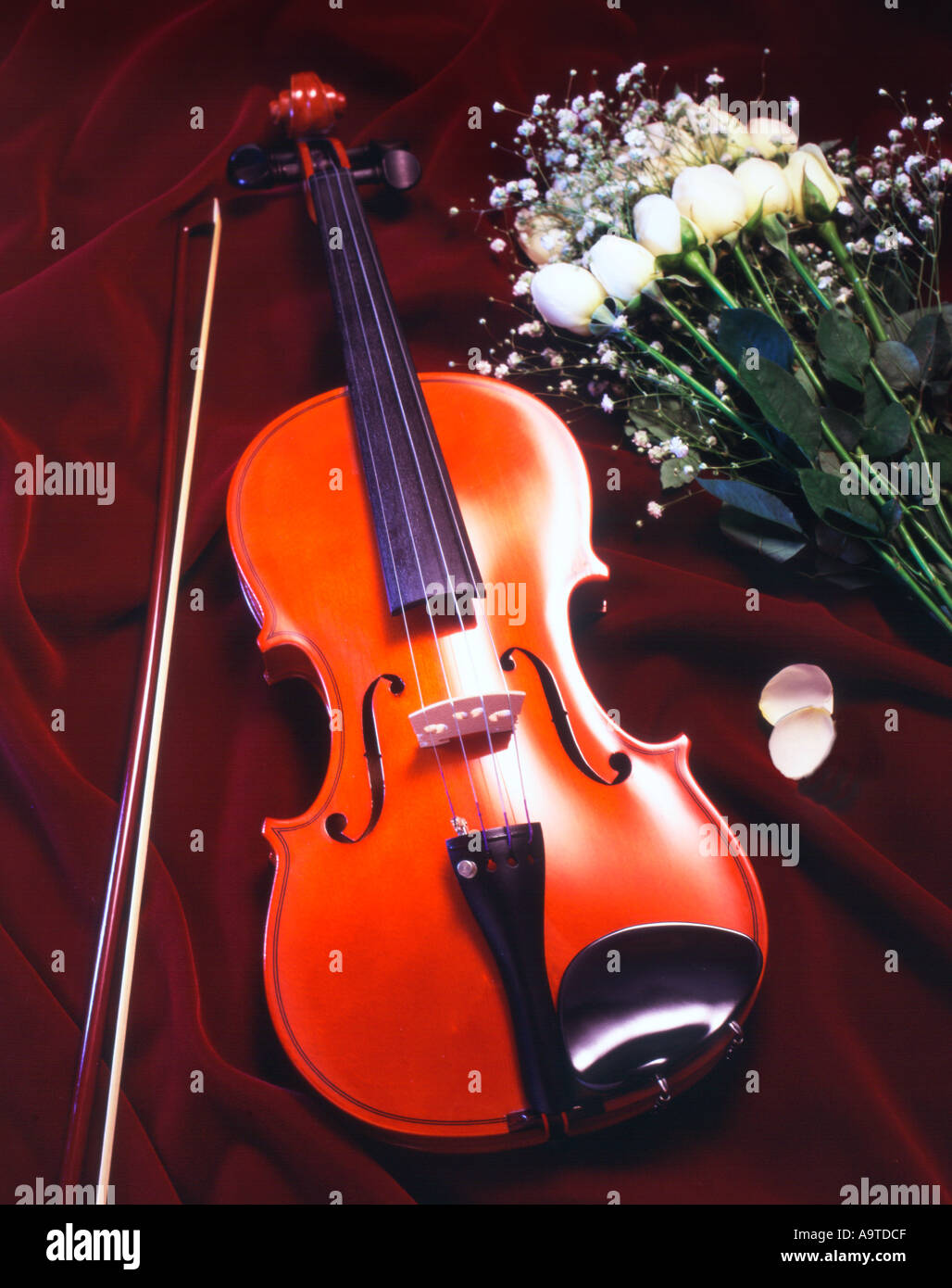 music Violin with white roses Stock Photo - Alamy