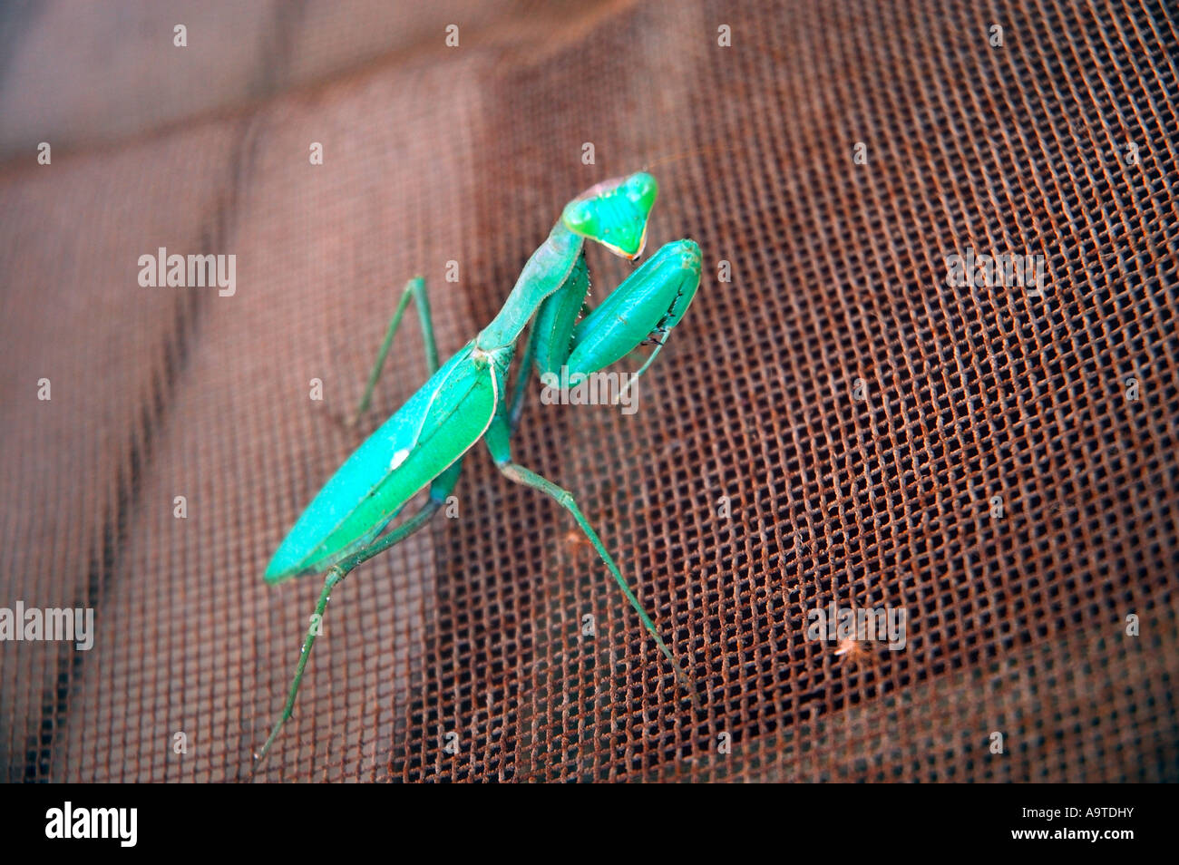 Grasshopper insect mantle religious hi-res stock photography and images ...