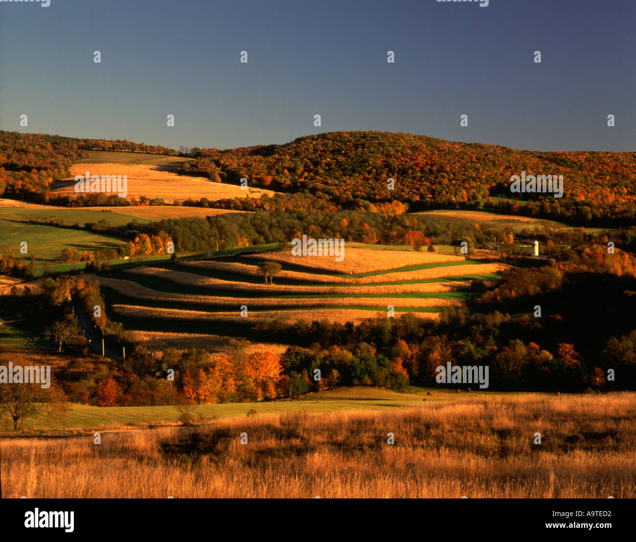 Mid growth corn plant hi-res stock photography and images - Alamy