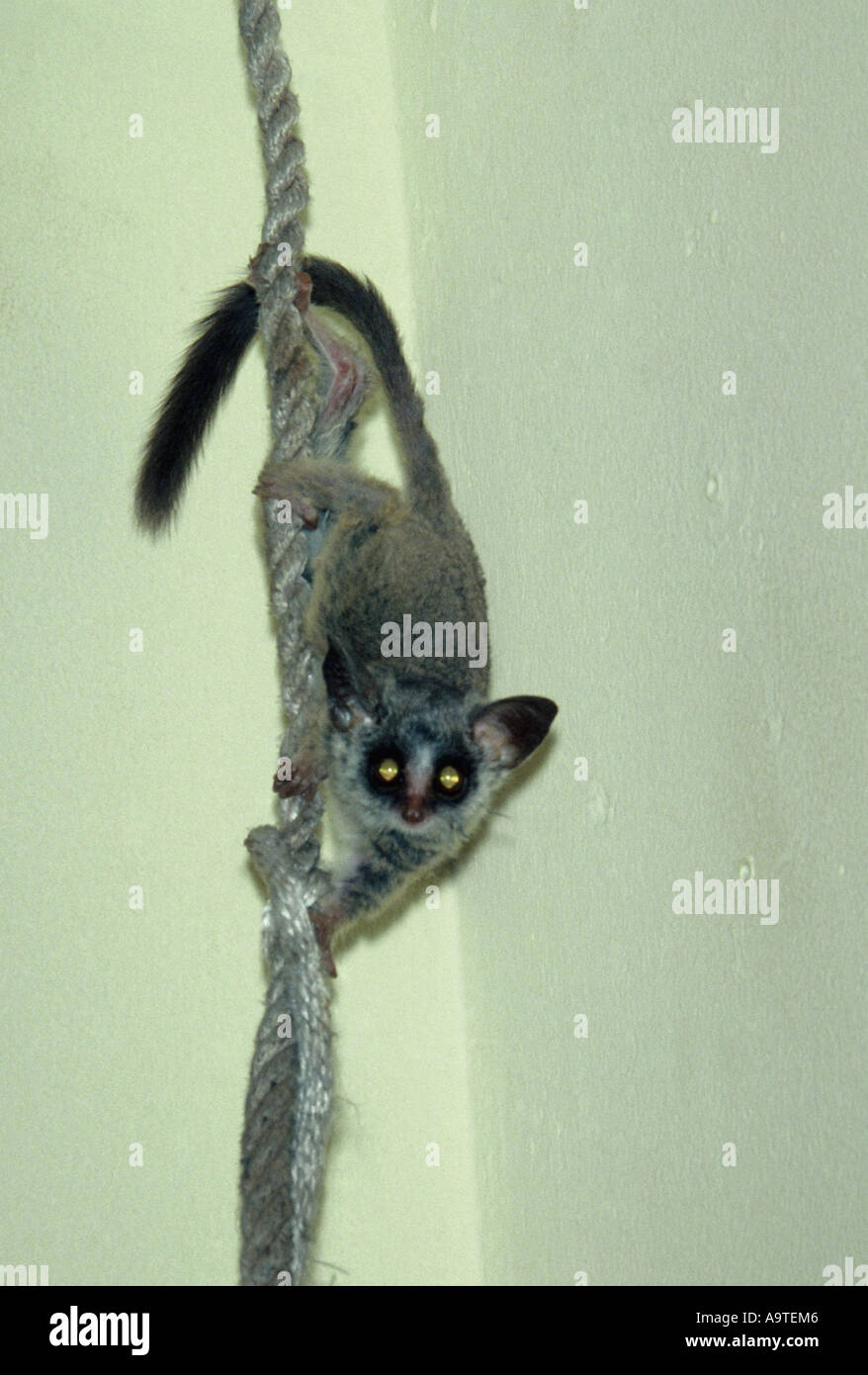 Lesser Galago/Bushbaby, Galago senegalensis Stock Photo - Alamy