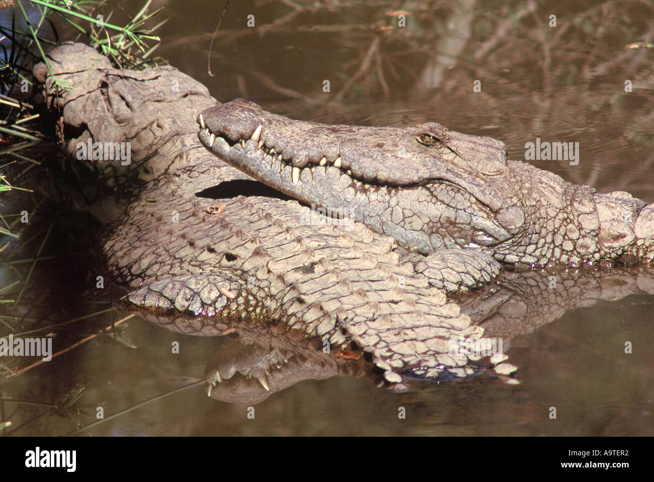 Crocodile nostrils hi-res stock photography and images - Alamy