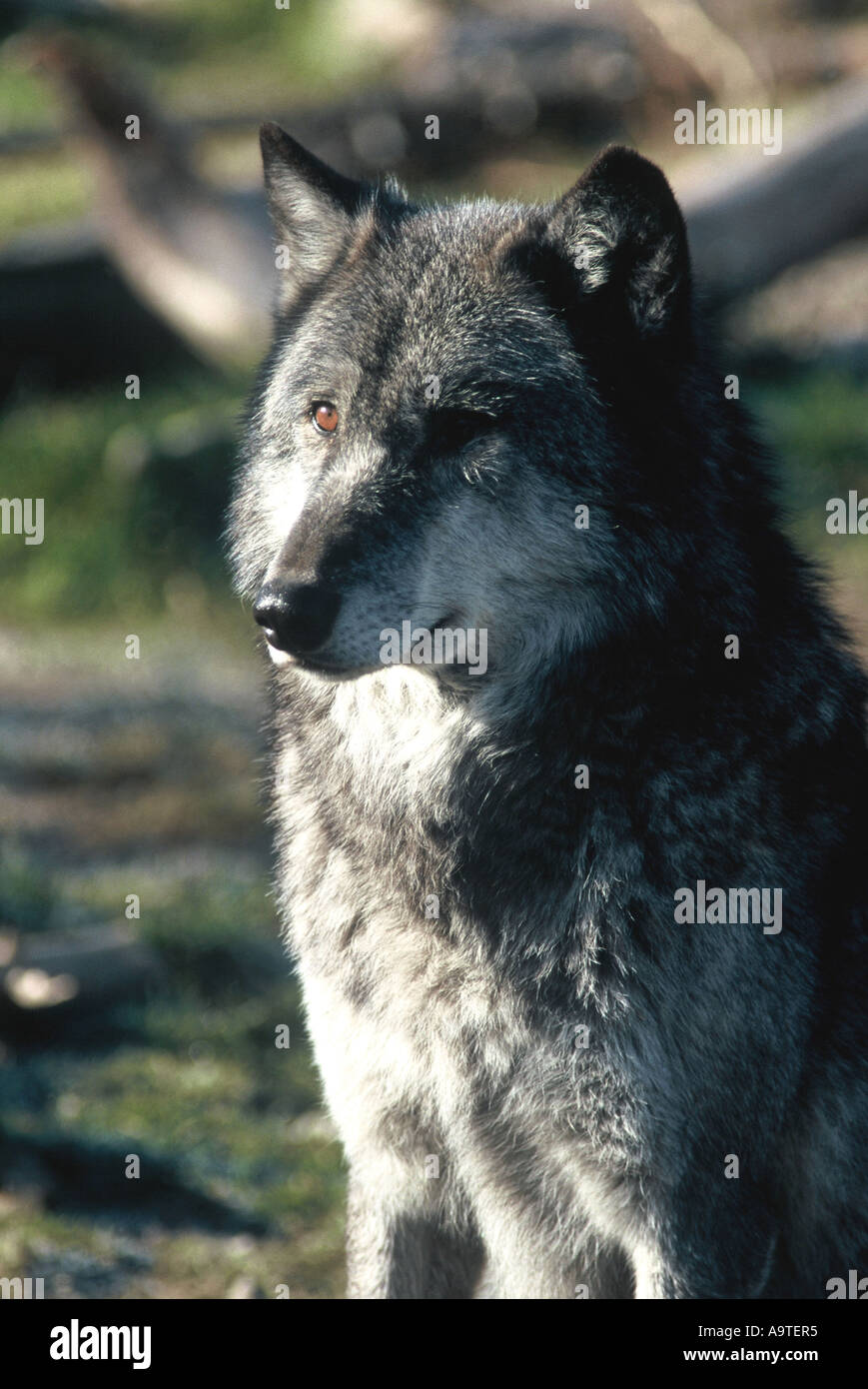 Timber Wolf portrait, Canis lupus Stock Photo - Alamy