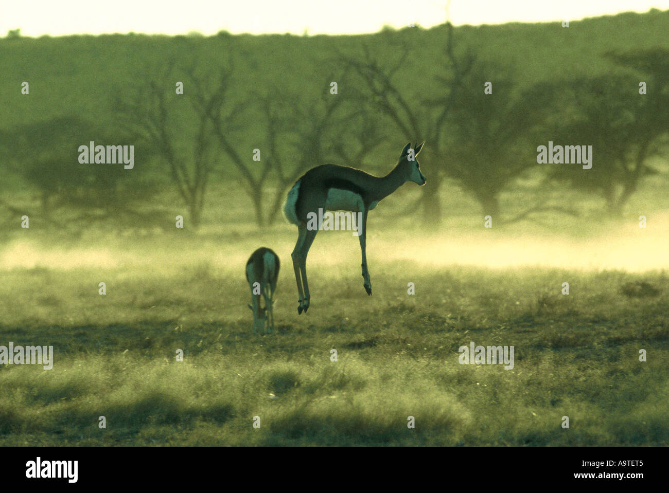 Springbok jumping south africa hi-res stock photography and images - Alamy