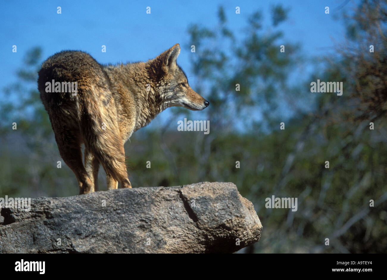 Arizona Coyote Animal High Resolution Stock Photography and Images - Alamy