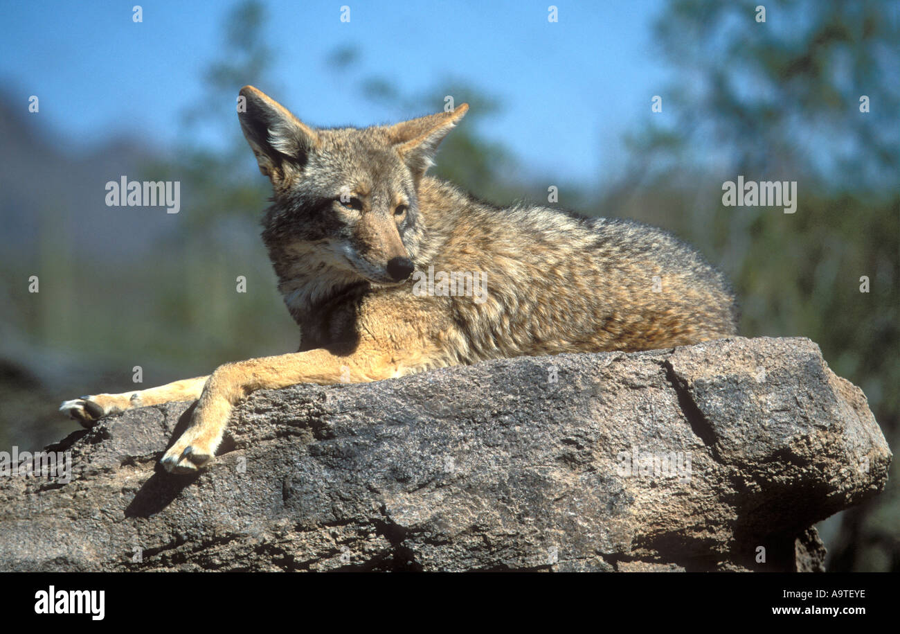 Coyote resting hi-res stock photography and images - Alamy