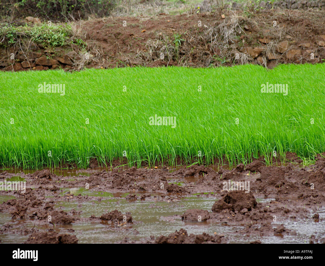 Paddy field of rice (Oryza Sativa) crop Stock Photo - Alamy