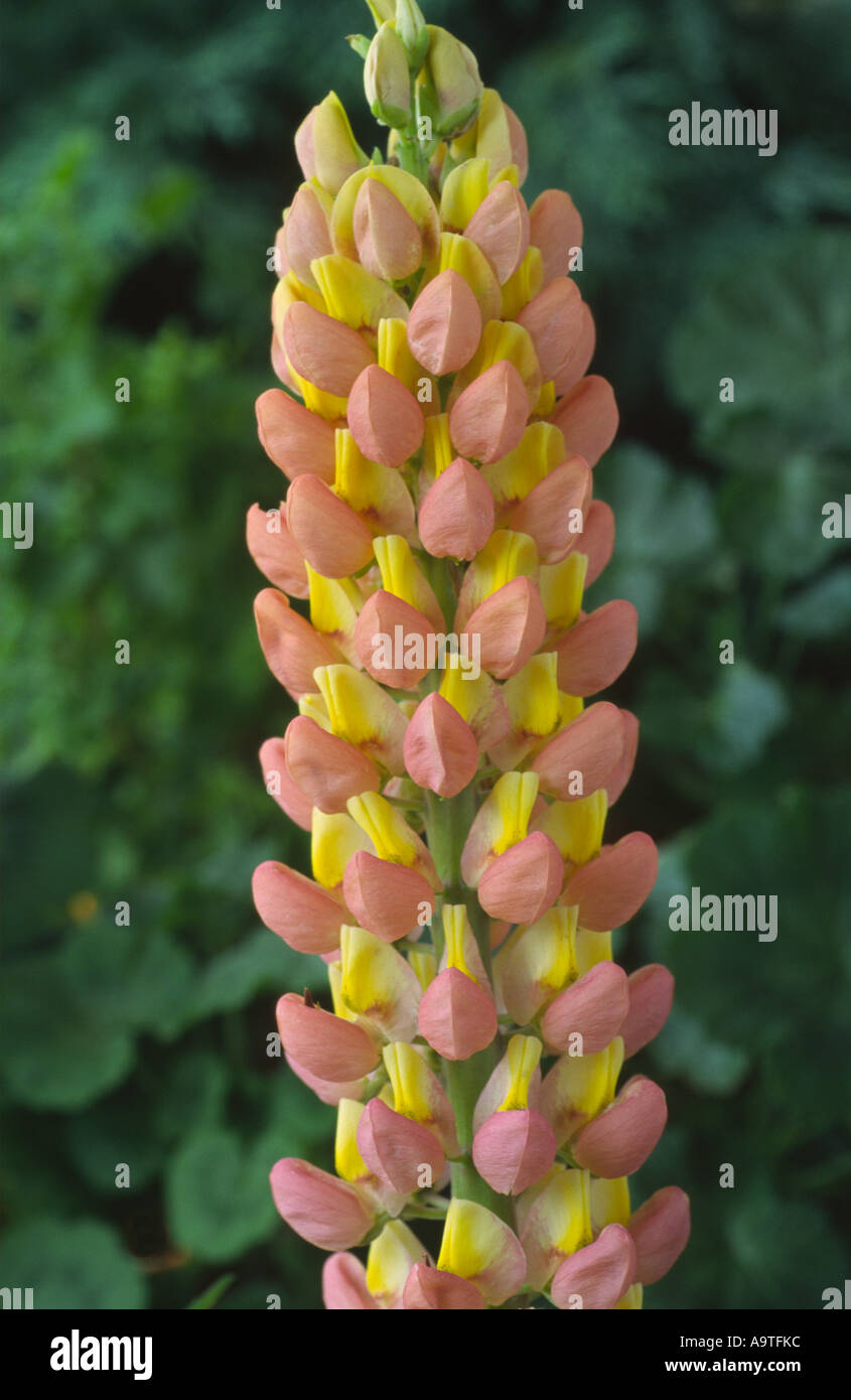Lupinus bicolor hi-res stock photography and images - Alamy