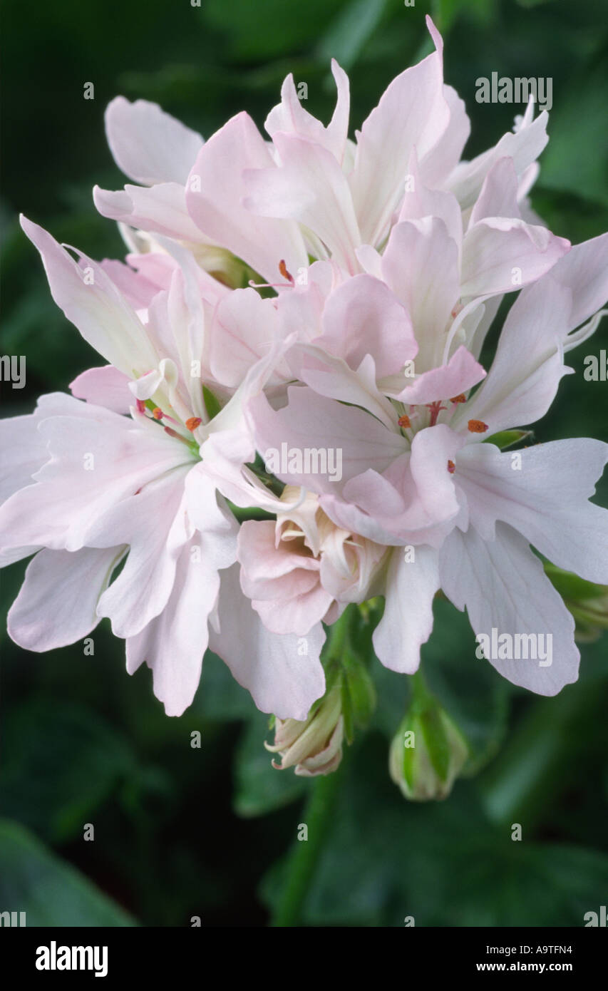 Geranium zonal pelargonium greenhouse hi-res stock photography and ...
