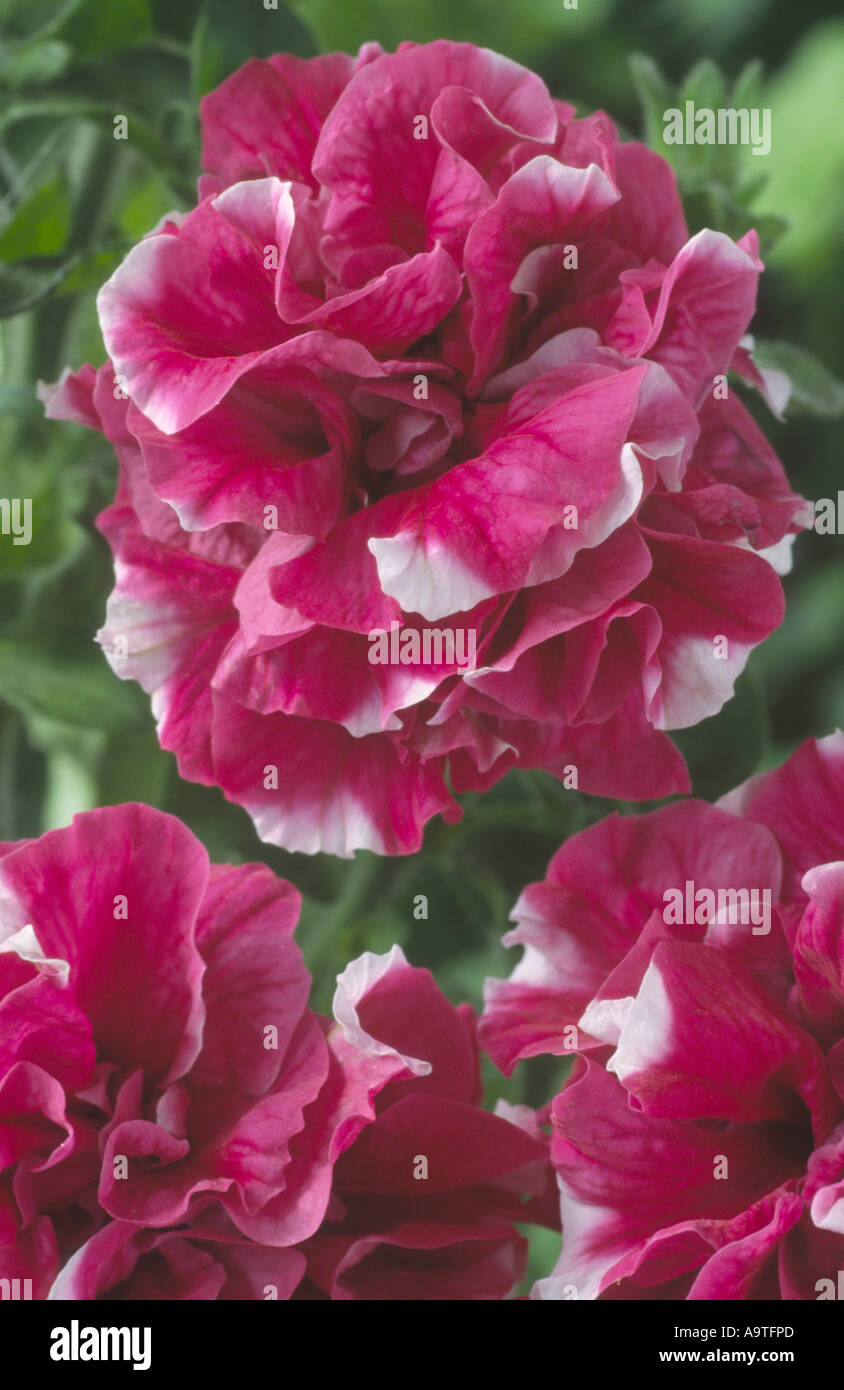 Petunia 'Summer Pudding' Stock Photo - Alamy