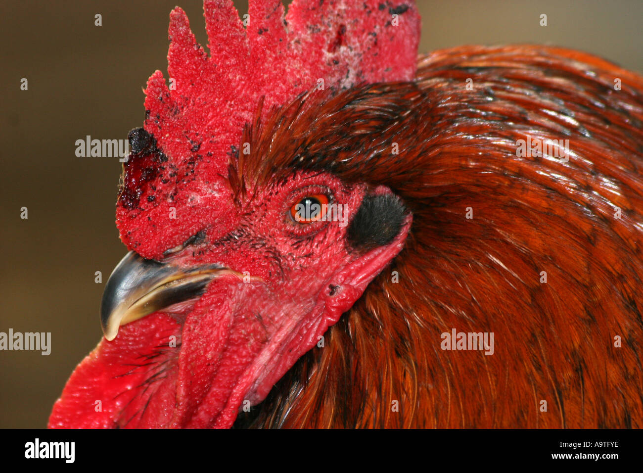 eye detail on a cockerel Stock Photo - Alamy