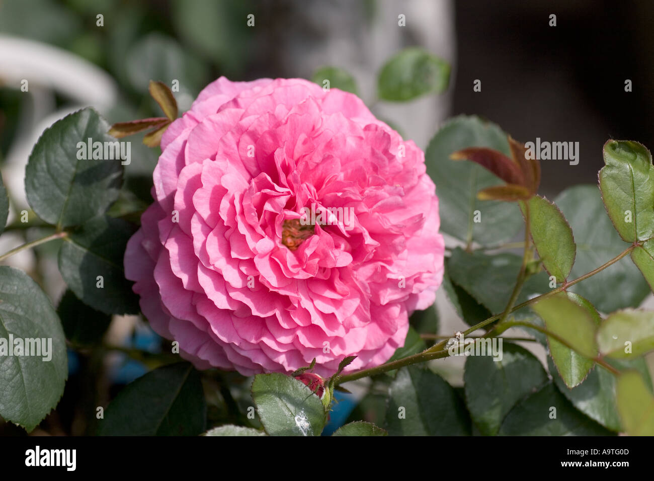 Rose Noble Anthony flower Stock Photo - Alamy
