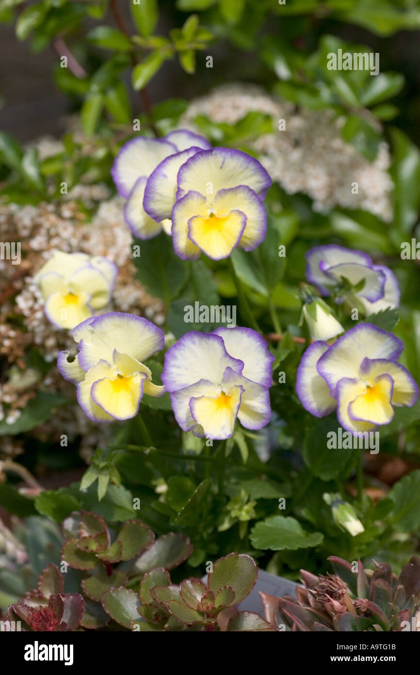 Etain High Resolution Stock Photography and Images - Alamy