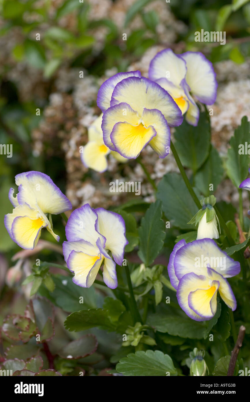 Etain hi-res stock photography and images - Alamy