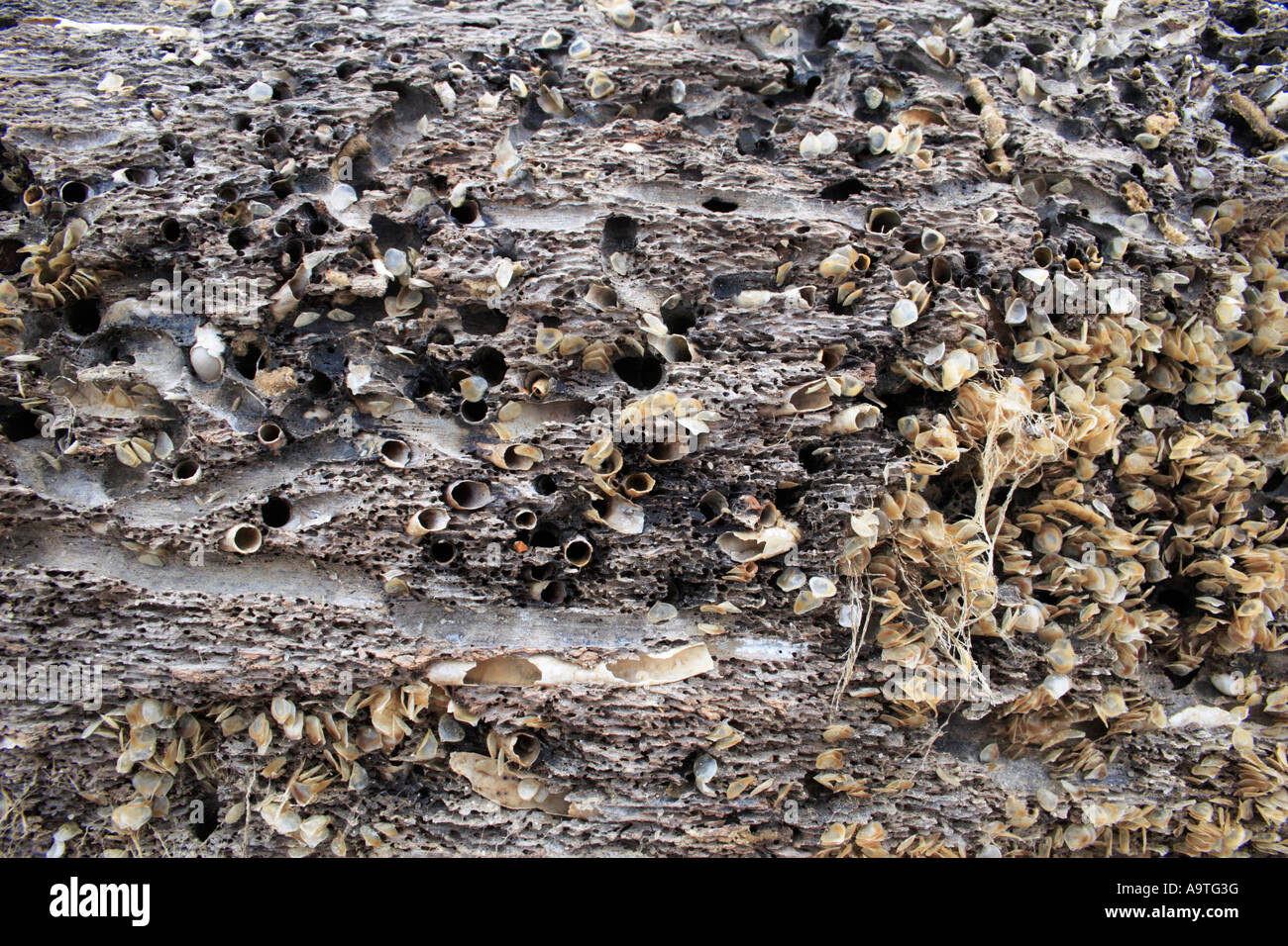 A close up of decaying drift wood Stock Photo - Alamy