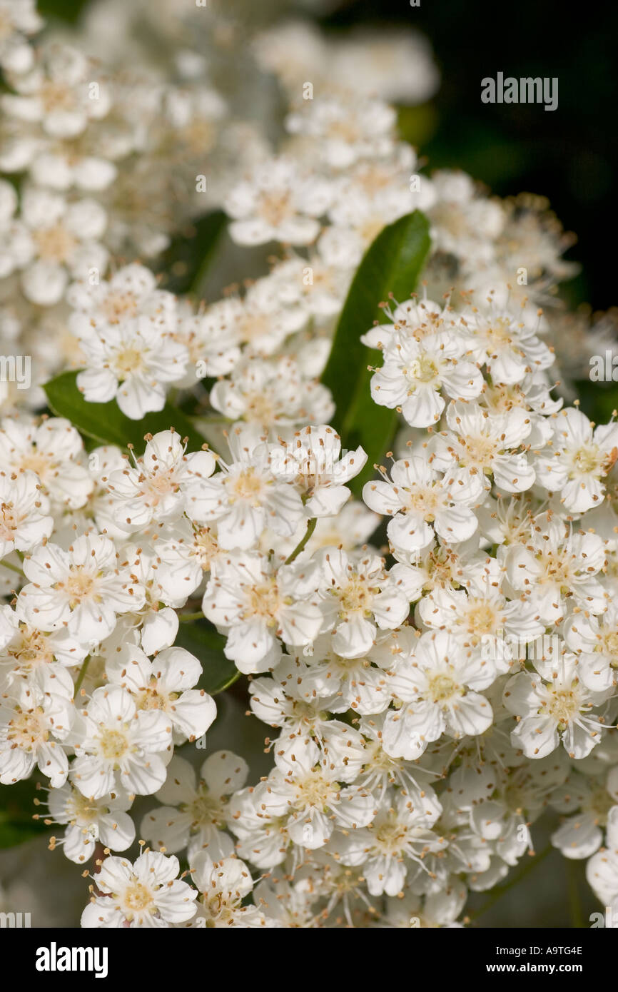 Pyracanthus in flower Stock Photo - Alamy
