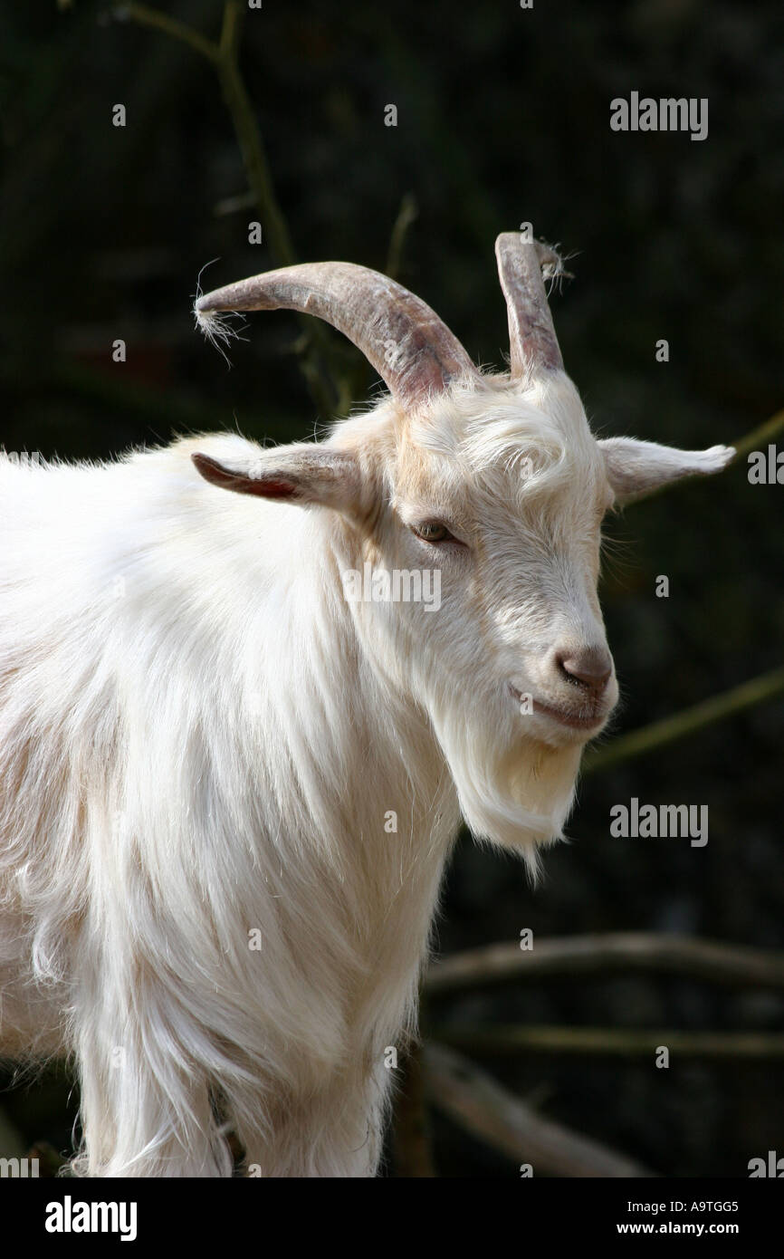 side view of a young goat Stock Photo - Alamy