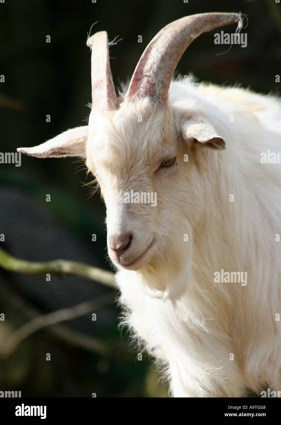 Goat with goatie hi-res stock photography and images - Alamy