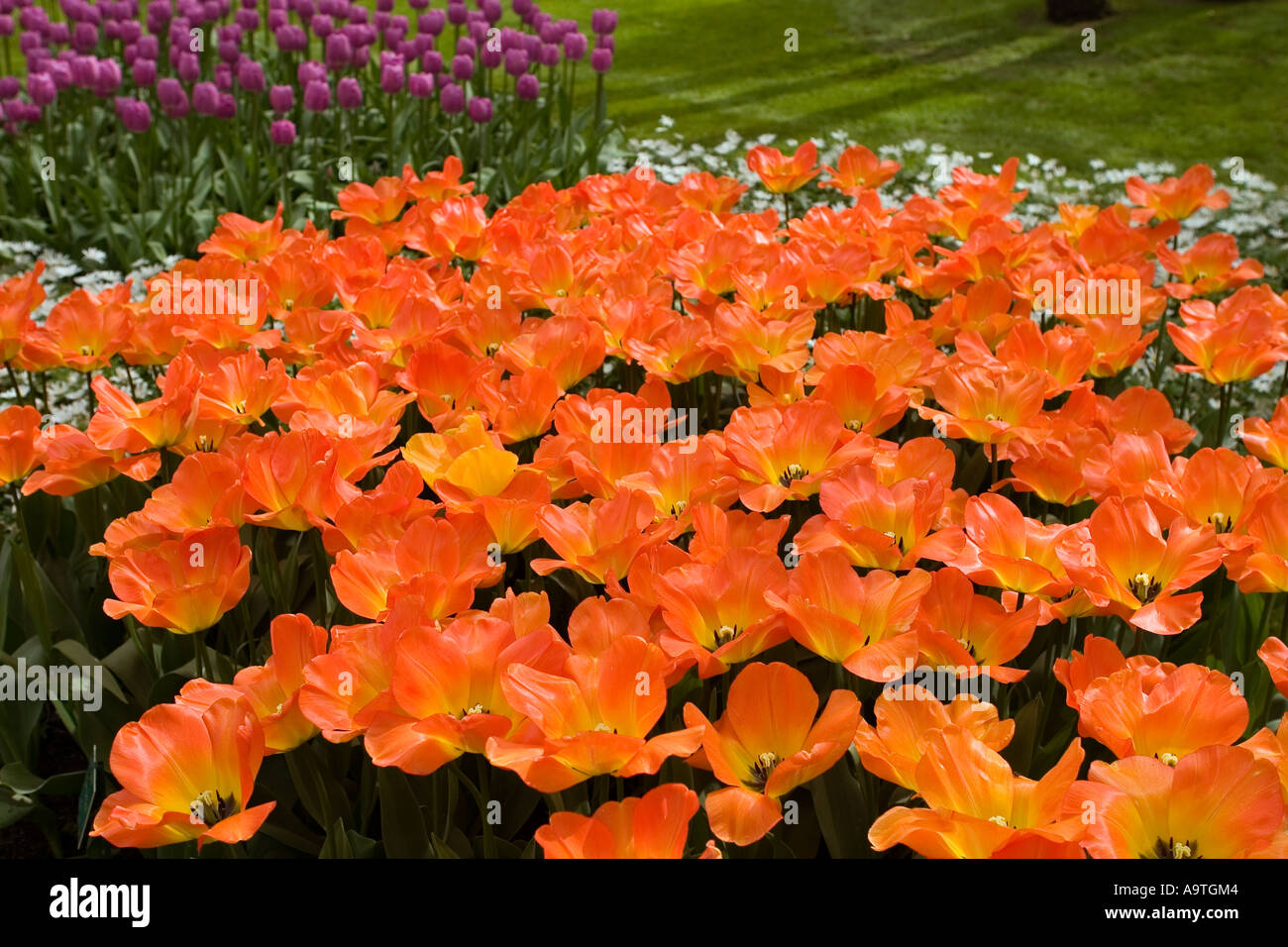 Tulip day dream hi-res stock photography and images - Alamy