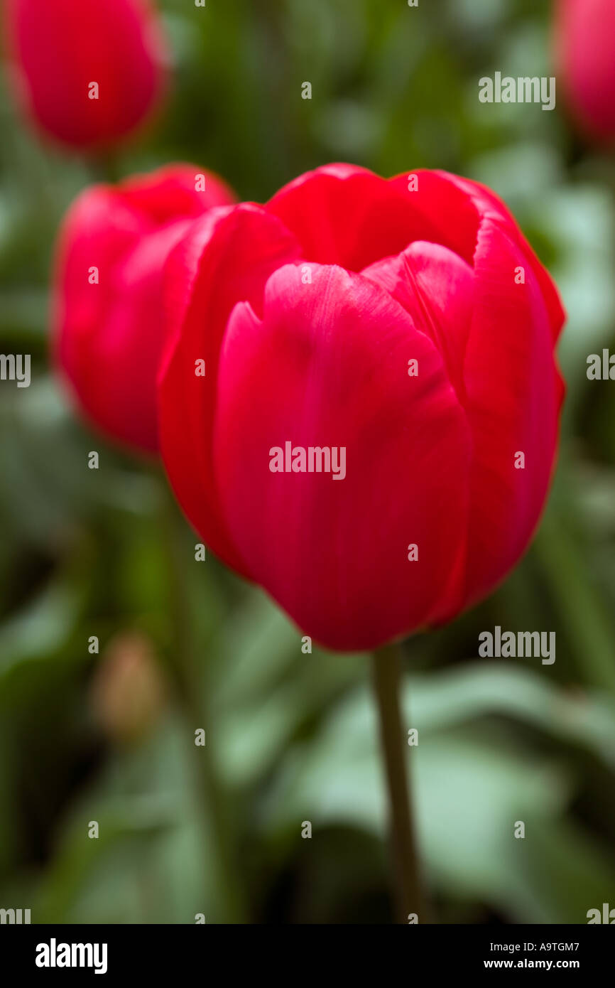 Botanic e hi-res stock photography and images - Alamy